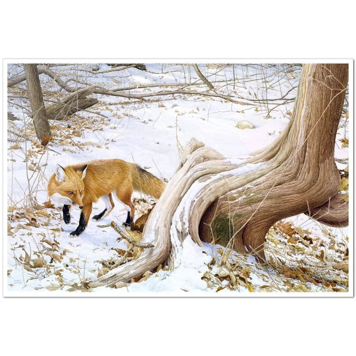 Red Fox and Cedar - Art Print by Glen Loates - The Glen Loates Gallery