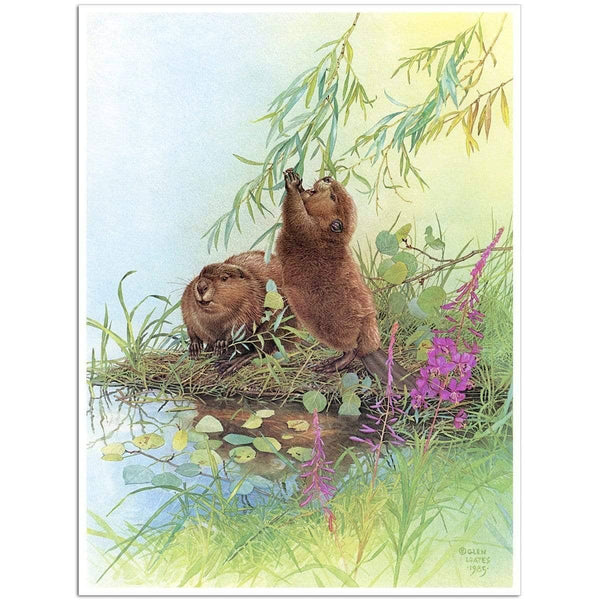 Beavers - Art Print by Glen Loates - The Glen Loates Gallery