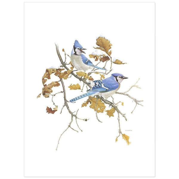 Blue Jays - Art Print by Glen Loates - The Glen Loates Gallery