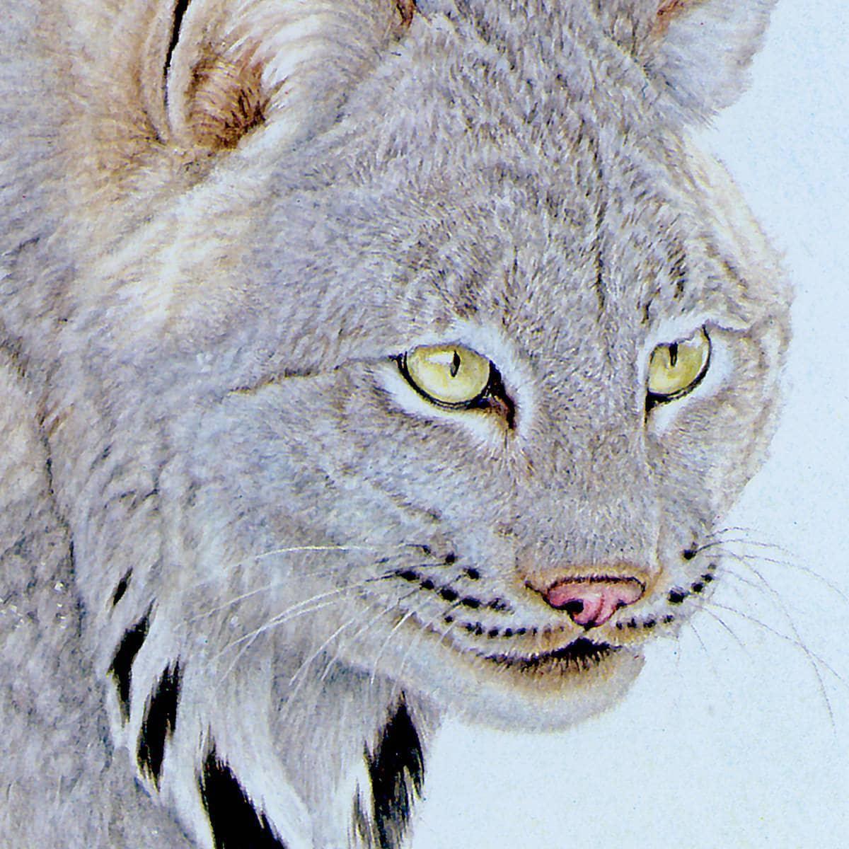 Canada Lynx - Art Print by Glen Loates - The Glen Loates Gallery