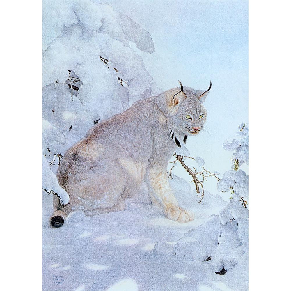 Canada Lynx - Art Print by Glen Loates - The Glen Loates Gallery
