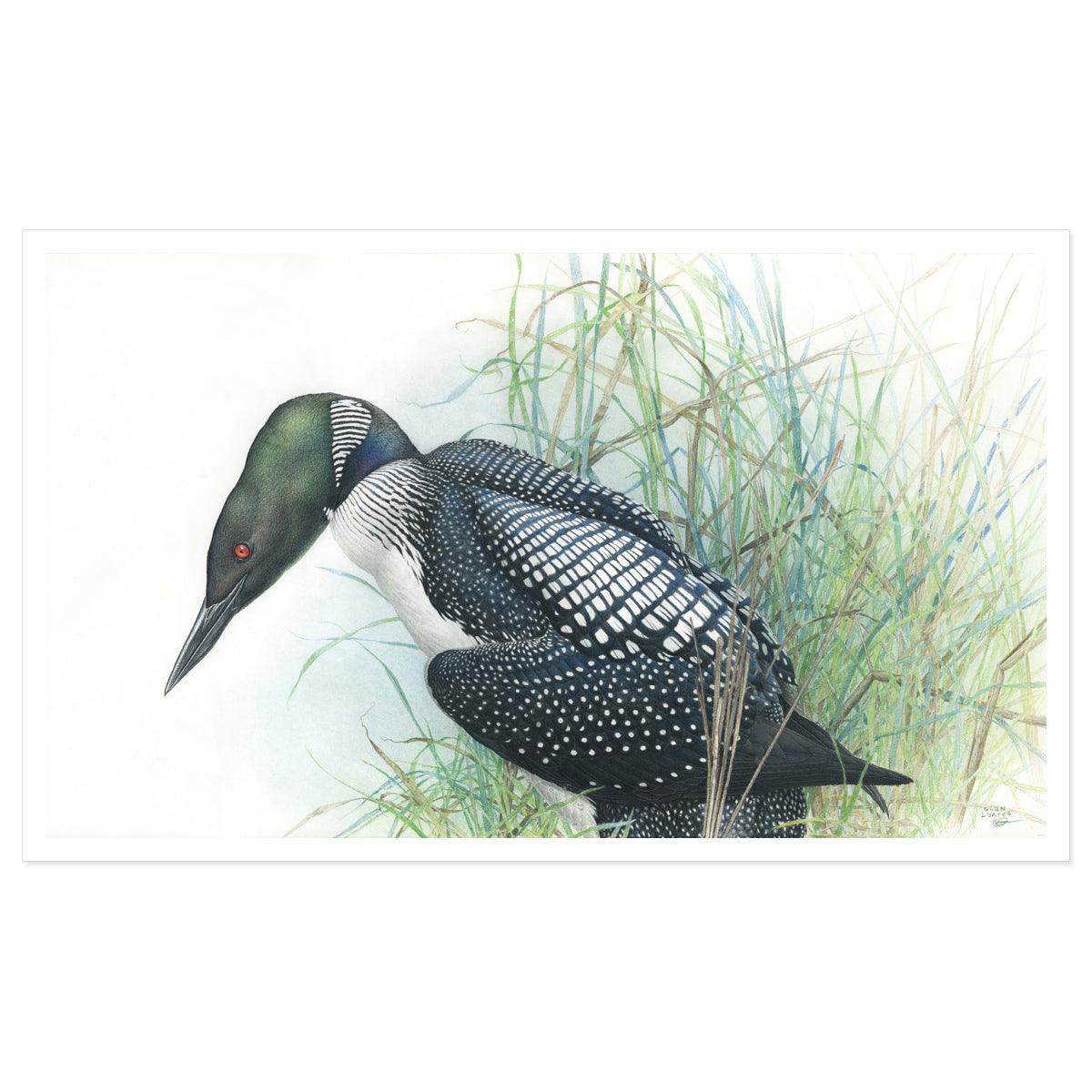 Common Loon Portrait - Art Print by Glen Loates - The Glen Loates Gallery