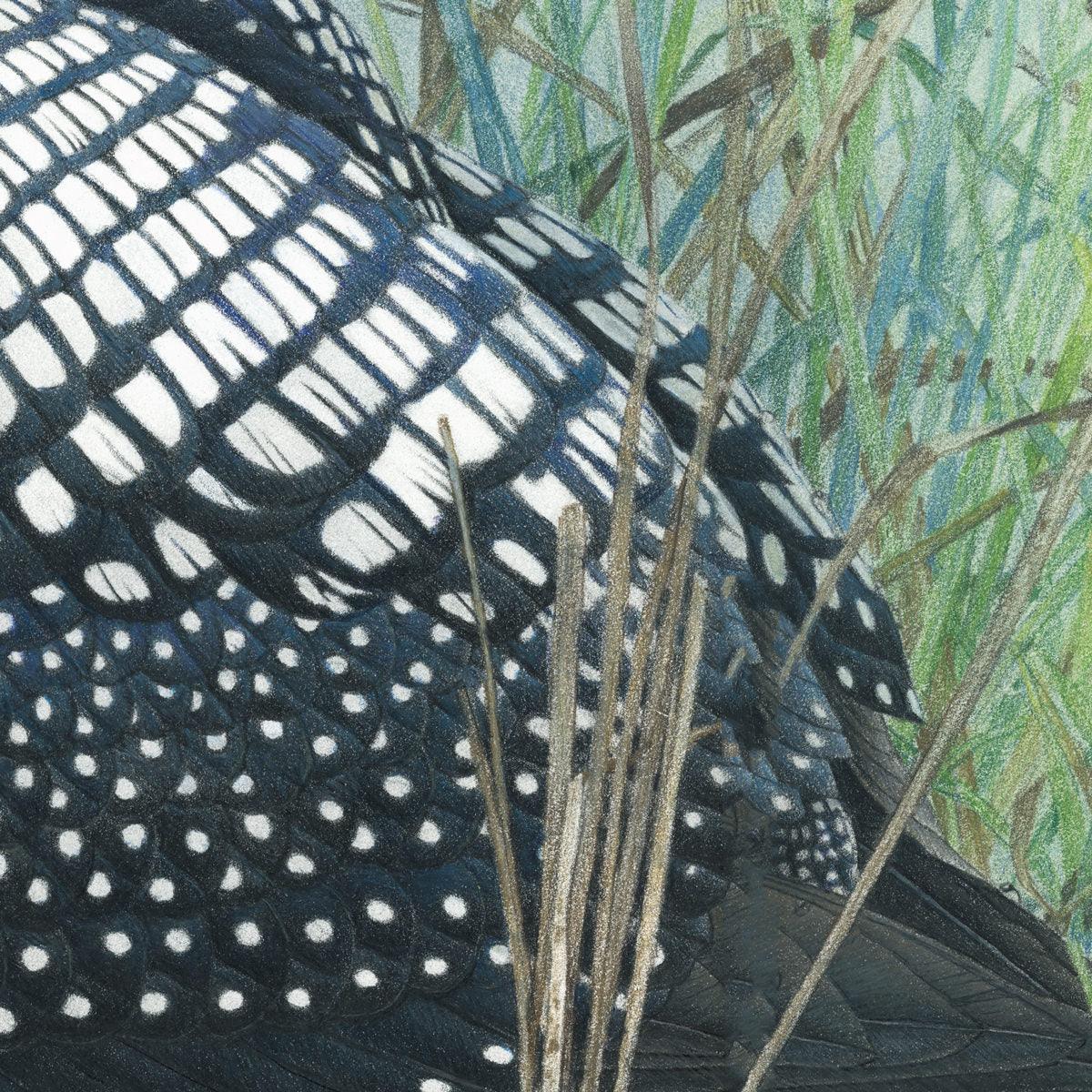 Common Loon Portrait - Art Print by Glen Loates - The Glen Loates Gallery