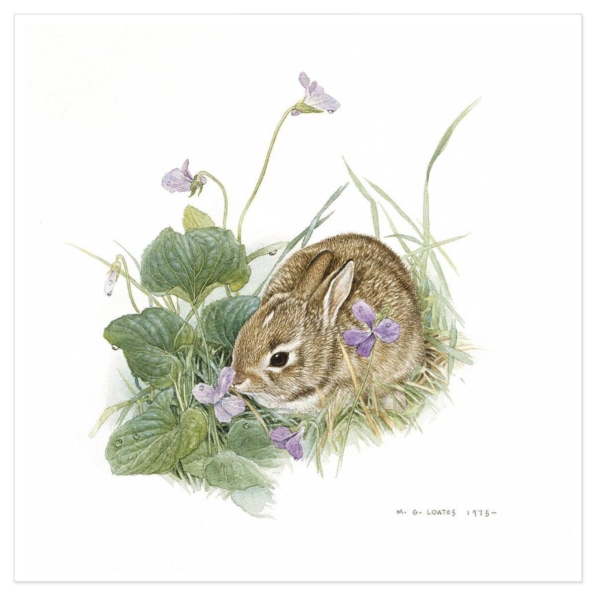 Canadian Wildlife Artist | The Glen Loates Gallery