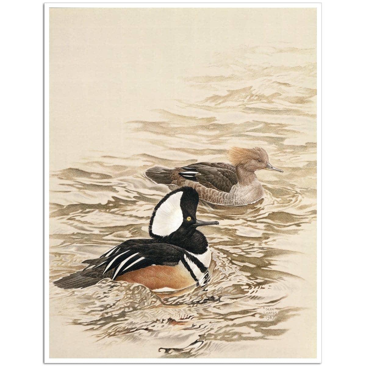 Hooded Mergansers - Art Print by Glen Loates - The Glen Loates Gallery
