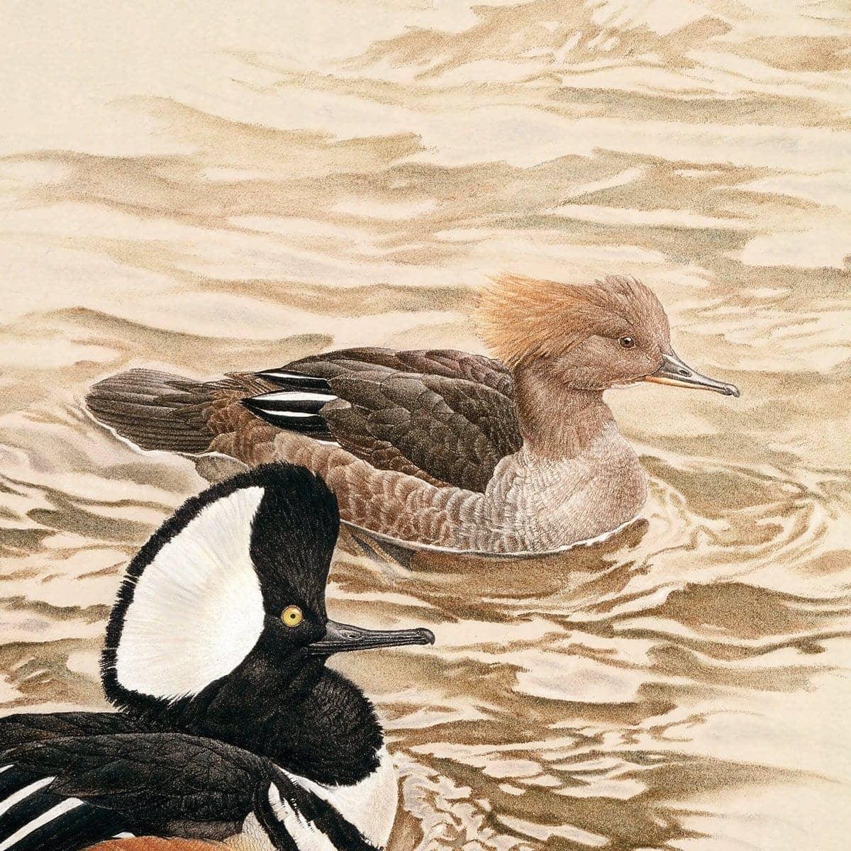 Hooded Mergansers - Art Print by Glen Loates - The Glen Loates Gallery