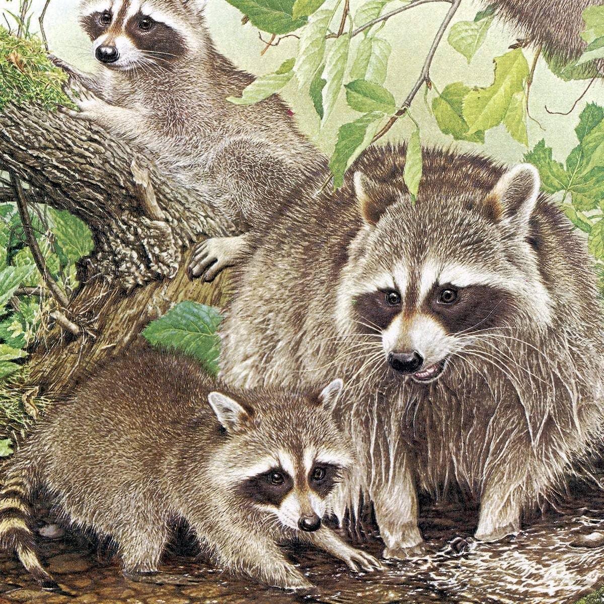 Raccoon Family - Art Print by Glen Loates - The Glen Loates Gallery