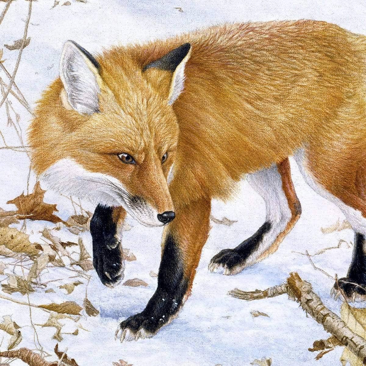 Red Fox and Cedar - Art Print by Glen Loates - The Glen Loates Gallery