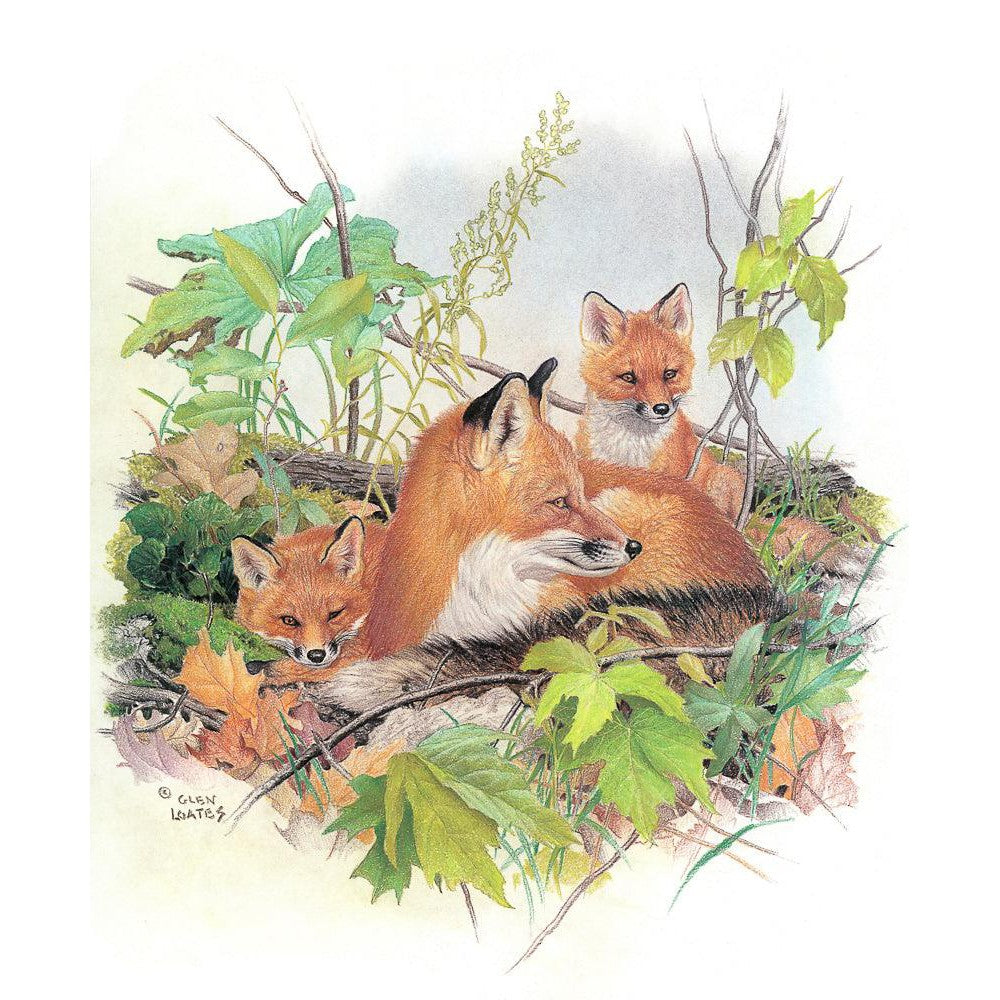 Red Fox and Kits - Art Print by Glen Loates - The Glen Loates Gallery