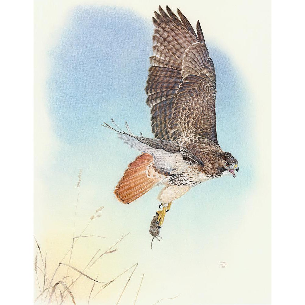 Red-tailed Hawk - Art Print by Glen Loates - The Glen Loates Gallery