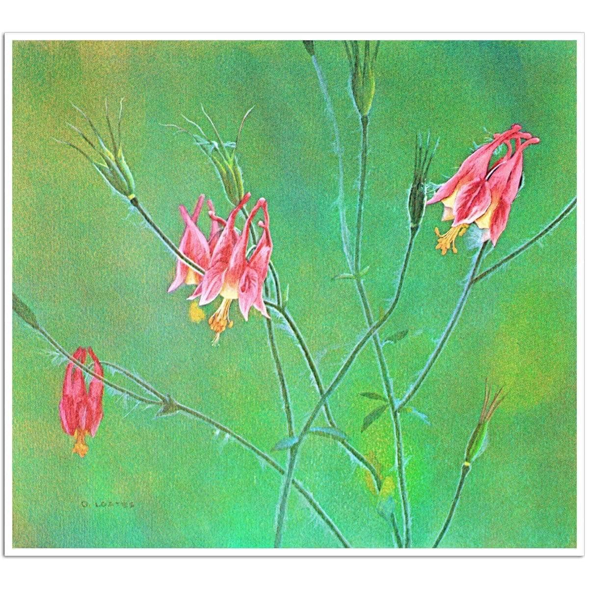 Wild Columbine - Art Print by Glen Loates - The Glen Loates Gallery